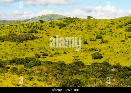 Landscape acacia tree in Hluhluwe-iMfolozi Park Stock Photo - Alamy