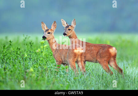 roe deer (Capreolus capreolus), two juvenile roe deers stand in a ...