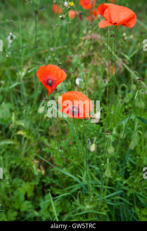 Poppies growing on the fringe of an arable field of crops near Kings ...