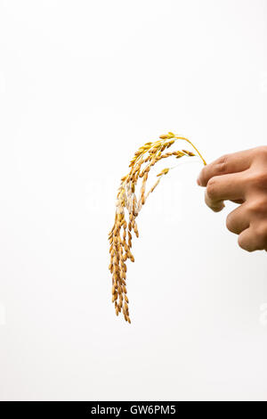 rice fields on hand at Sapa, Vietnam Stock Photo - Alamy