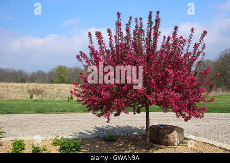 crabapple tree (malus sp Stock Photo - Alamy