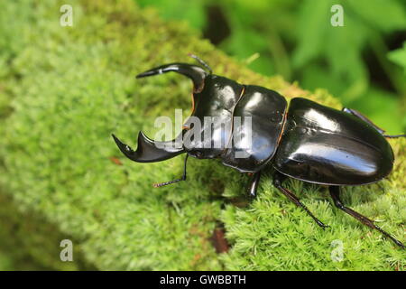 Antaeus stag beetle (Dorcus antaeus) in India Stock Photo - Alamy