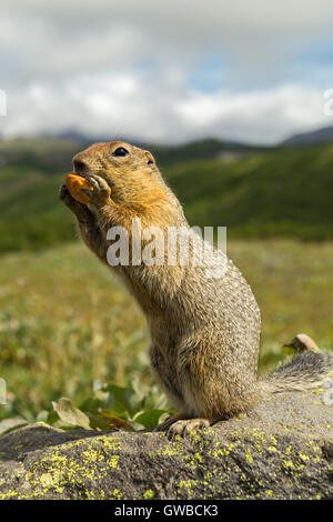 Arctic ground squirrel at foot of volcano on Kamchatka Stock Photo - Alamy