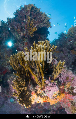 Fire coral genus millepora. Underwater Abrolhos Marine Park, Bahia ...