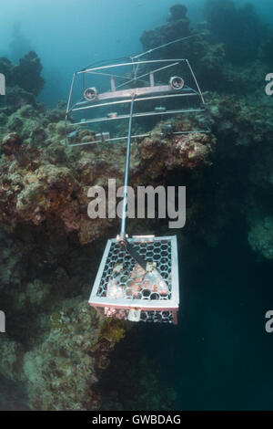 BRUV (Baited remote underwater video) monitoring research of large ...
