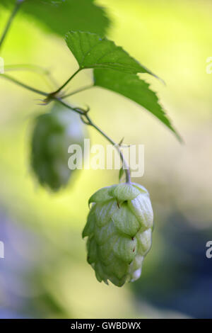 hop plant cone and leaf macro isolated on white background Stock Photo ...