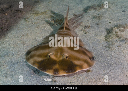 The Brazilian electric ray (Narcine brasiliensis) is a species of the ...