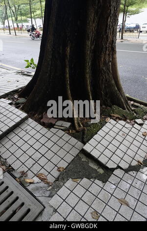 pavement cracking from tree roots Stock Photo - Alamy