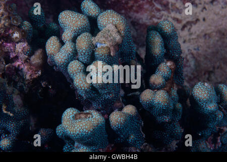 Reef corals and sponges underwater Abrolhos, Bahia, Brazil Stock Photo ...