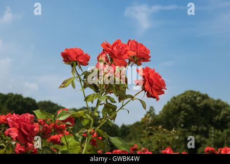 Kanegem Floribunda Rose Stock Photo - Alamy