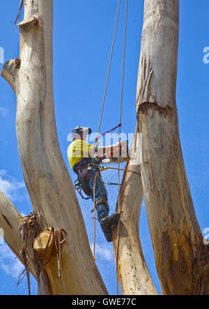 Tree pruning and felling Stock Photo - Alamy
