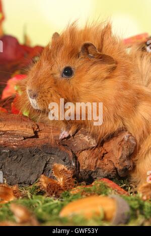 guinea pig at tree trunk Stock Photo - Alamy