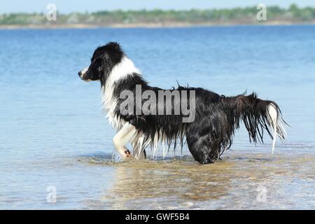 bathing Border Collie Stock Photo - Alamy
