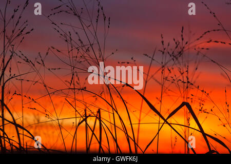 Beautiful natural colors of sunset on the ocean Stock Photo - Alamy