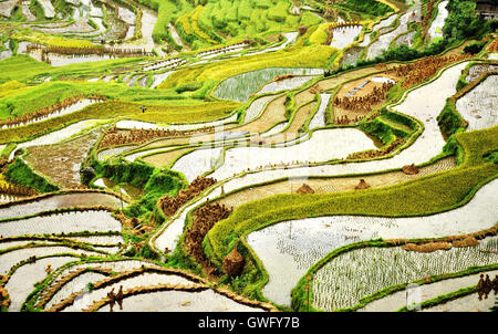 Guizhou, China. 13th Sep, 2016. Guizhou, As the harvest season comes ...