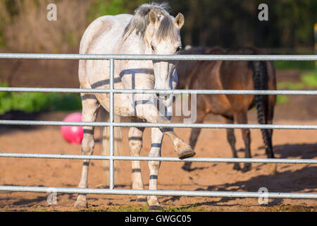 Two Horses in a Stable Stock Photo - Alamy