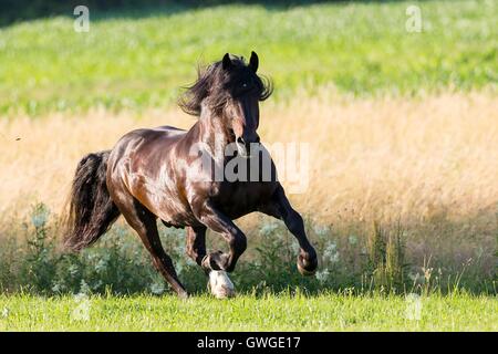 galloping South German Coldblood Stock Photo - Alamy