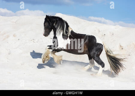 Gypsy Cob. Piebald stallion galloping on kaolin sand. Poland Stock ...