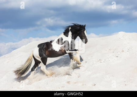 Gypsy Cob. Piebald stallion galloping on kaolin sand. Poland Stock ...