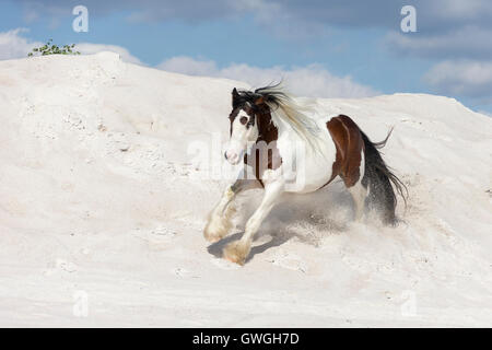 Gypsy Cob. Skewbald stallion galloping on kaolin sand. Poland Stock ...