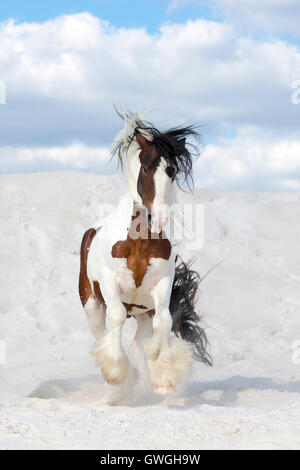 Gypsy Cob. Skewbald stallion galloping on kaolin sand. Poland Stock ...