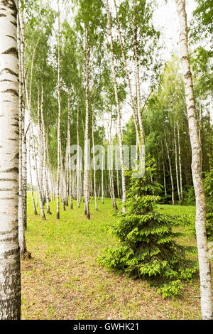 Birch tree forest in a Russian countryside Stock Photo - Alamy