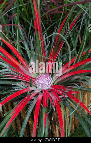 Fascicularia bicolor, Crimson bromeliad, two-coloured crimson bromeliad ...