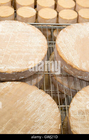 Ripening Cheeses. Irish cheese making farm, County Tipperary, Ireland ...