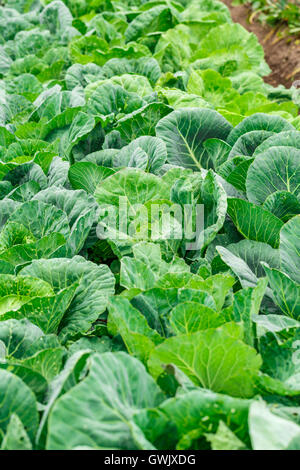 Fresh young heads of green cabbage (Brassica oleracea) with lots of ...
