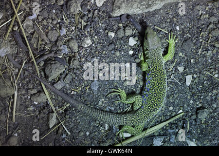 Ocellated lizard (Timon lepidus), also known as the jeweled lacerta ...