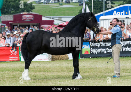 welsh-cob-stallions-being-shown-in-the-main-ring-at-the-royal-welsh