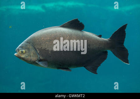 Tambaqui (Colossoma macropomum), also known as the giant pacu Stock ...