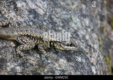 Lizard Tropidurus common in tropical forests of Brazil. This lizard was ...