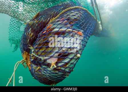 Cod end of fishing trawler net full of redfish, pollock,lobster and ...