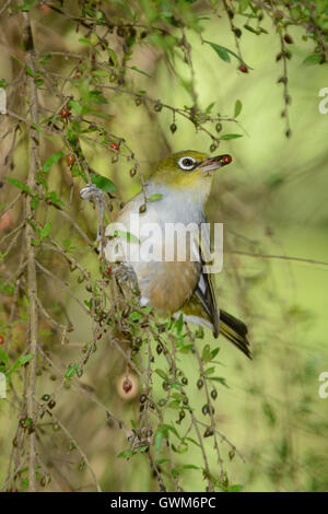 Silvereye (Zosterops lateralis), Victoria, Australia Stock Photo - Alamy