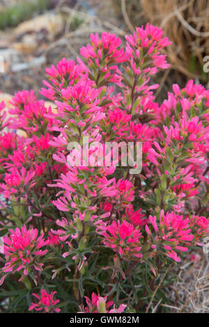 Indian paintbrush, Calico Mountains Wilderness, Black Rock Desert High ...