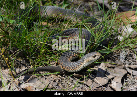 Lowland copperhead (Austrelaps superbus), a venomous snake native to ...