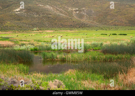 Virgin Valley Ranch, Sheldon National Wildlife Refuge, Nevada Stock ...