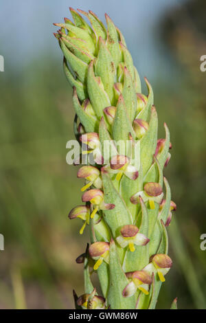 South African Orchid (Disa bracteata) flowers Stock Photo - Alamy