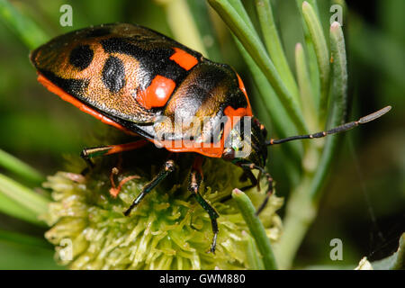Metallic Jewel Bug, Scutiphora pedicellata, feeding on a yellow flower ...