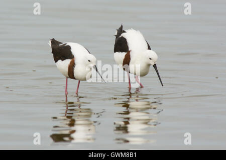 Banded Stilt Cladorhynchus leucocephalus Stock Photo - Alamy