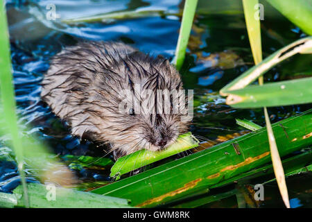 Portrait of a muskrat, ondatra zibethicus, rodent found in wetlands ...