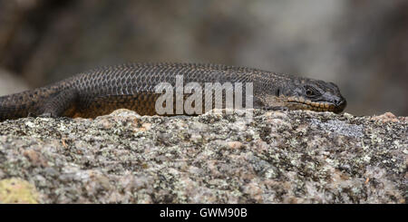 Black Rock Skink (Egernia saxatilis Stock Photo - Alamy