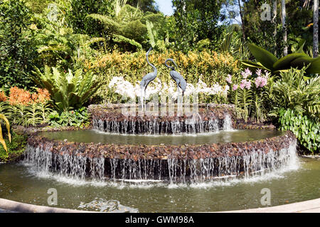Tropical water feature with plants at Singapore Botanic Gardens Stock ...
