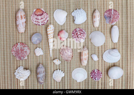 Variety of shells on Shell Beach, Herm, Channel Islands Stock Photo ...