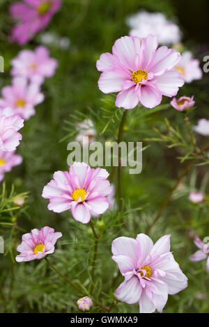 Cosmos bipinnatus 'Cosimo Collarette' Stock Photo - Alamy