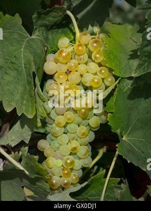white ripe large grapes close-up macro. Grape bush with bunches of ...