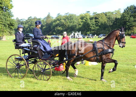 Single horse carriage competing in marathon Stock Photo - Alamy