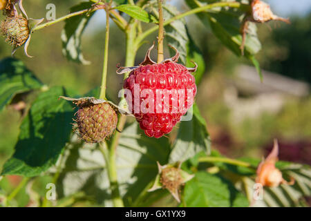 Lots of red ripe raspberries on a bush. Close up of fresh organic ...
