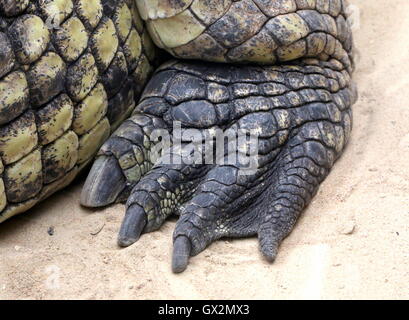 Nile crocodile, Crocodylus niloticus, leg close-up, Crocodile Centre ...